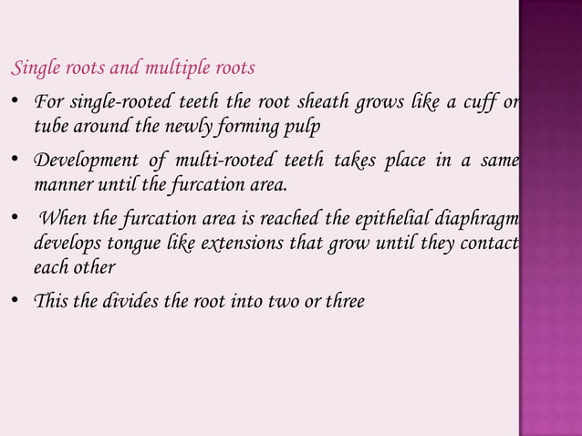 root formation tooth development | PPTX | Dental Health | Diseases and ...