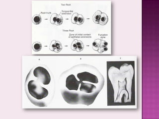 root formation tooth development | PPTX