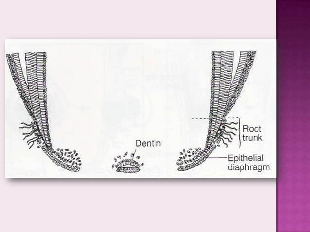 root formation tooth development | PPTX | Dental Health | Diseases and ...