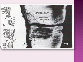 root formation tooth development | PPTX