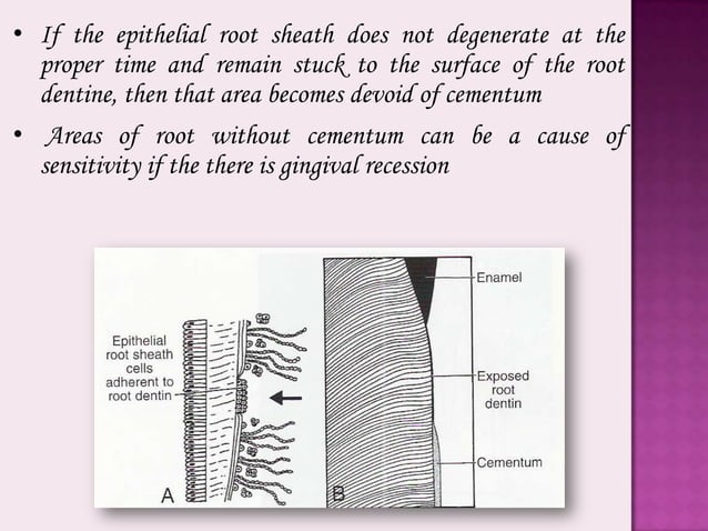 root formation tooth development | PPT