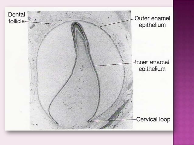 root formation tooth development | PPTX | Dental Health | Diseases and ...