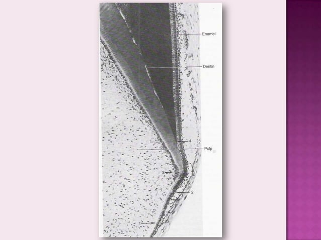 root formation tooth development | PPTX | Dental Health | Diseases and ...