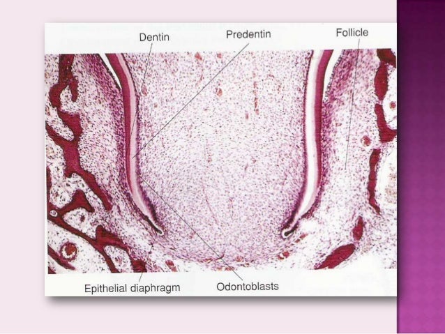 root formation tooth development