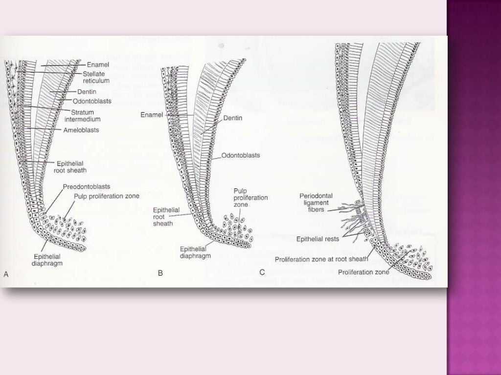 root formation tooth development