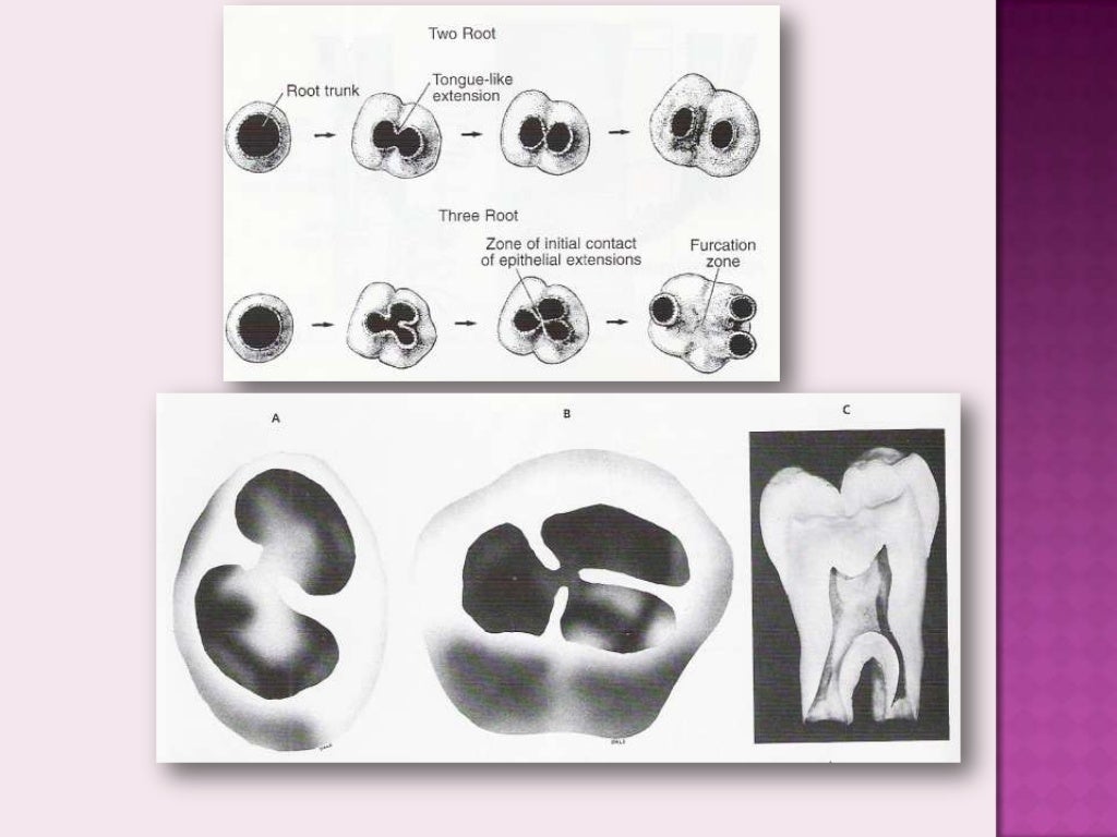 root formation tooth development