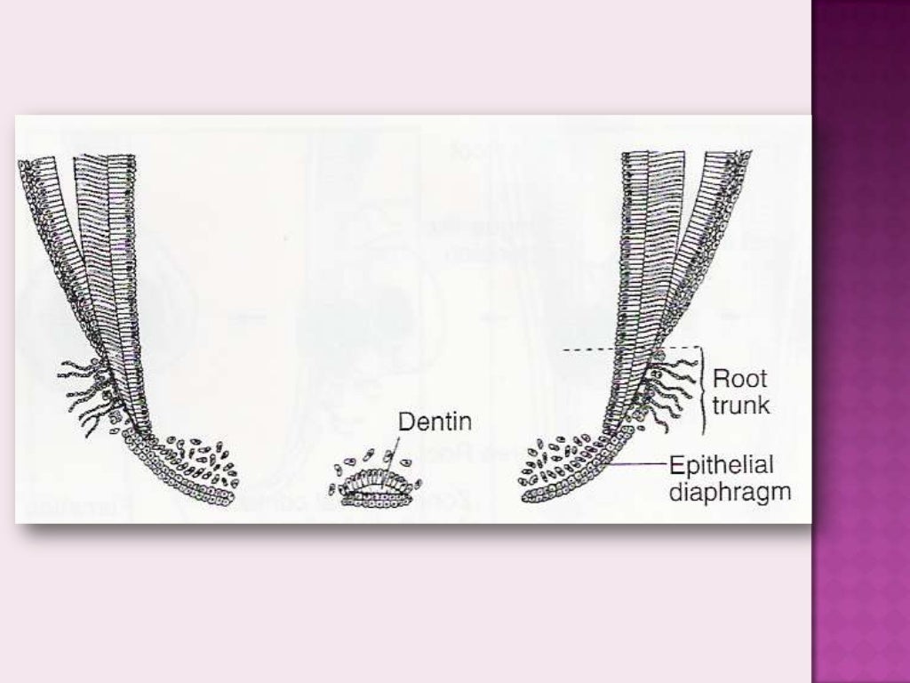 root formation tooth development