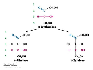 Ribulose Ring Structure