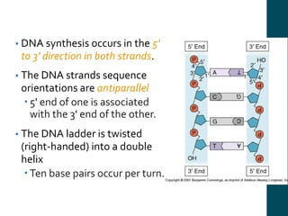 DNA and RNA Transcription and Translation | PPT