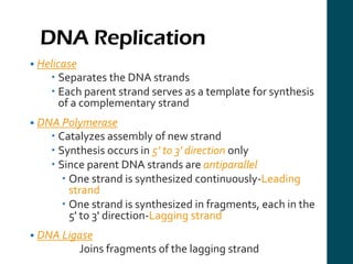 DNA and RNA Transcription and Translation | PDF