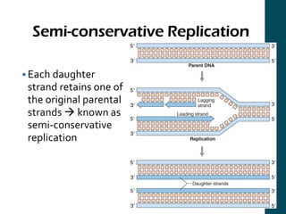 DNA and RNA Transcription and Translation | PDF