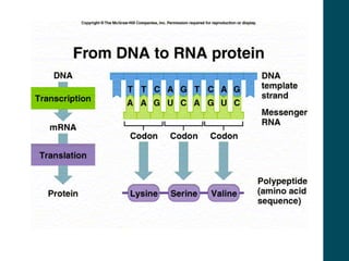 DNA and RNA Transcription and Translation | PDF