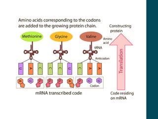 DNA and RNA Transcription and Translation | PPT