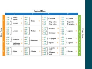 DNA and RNA Transcription and Translation | PPT