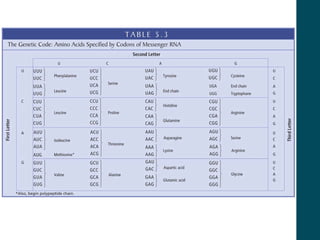 DNA and RNA Transcription and Translation | PPT