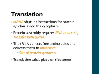 DNA and RNA Transcription and Translation | PPT