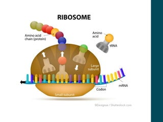 DNA and RNA Transcription and Translation | PPT