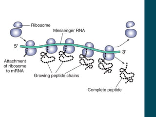 DNA and RNA Transcription and Translation | PPT