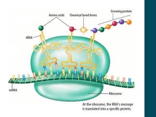 DNA and RNA Transcription and Translation | PPT