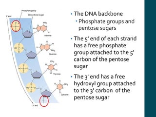 DNA and RNA Transcription and Translation | PPT