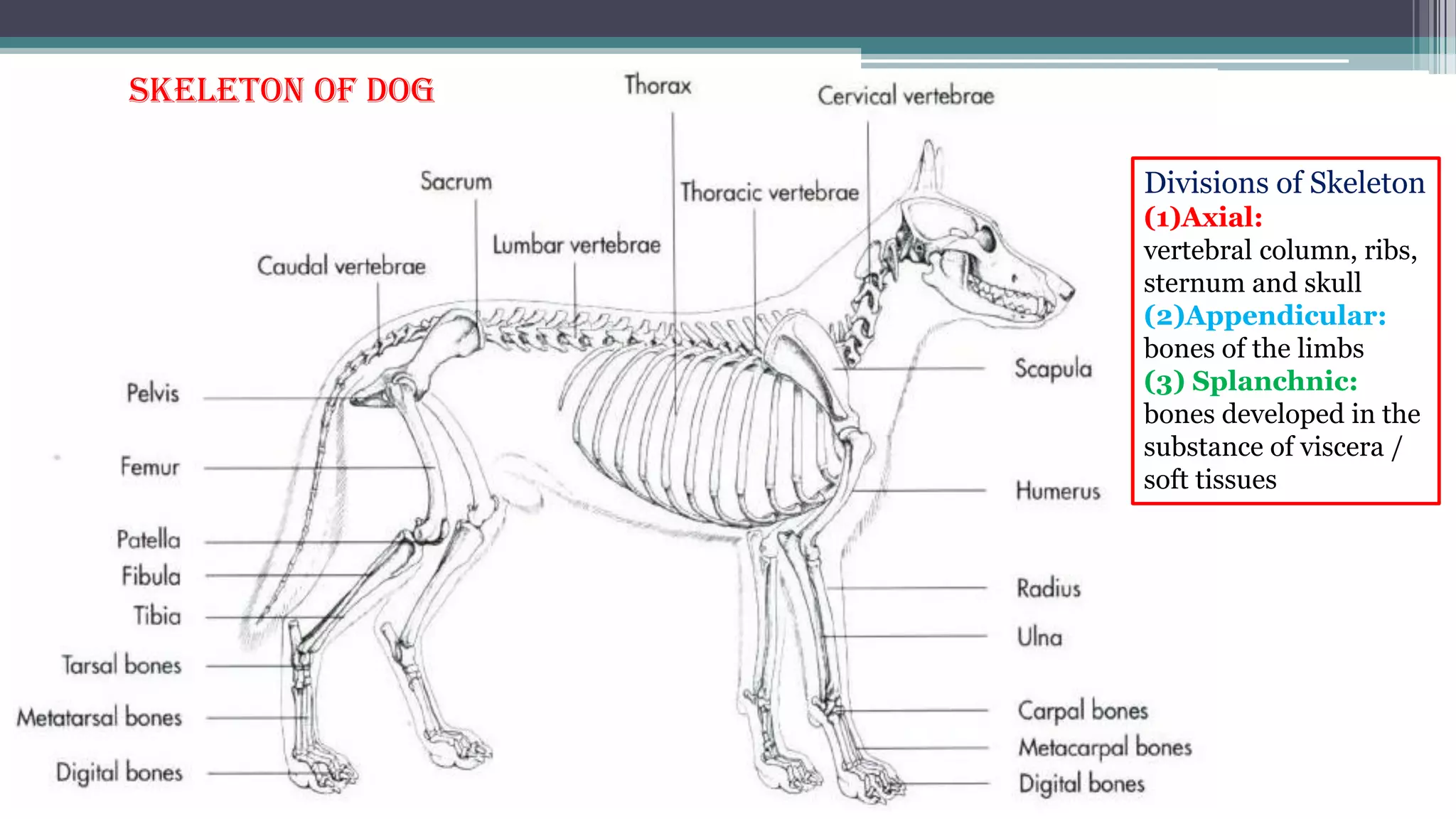 LEC # 02 Skeleton.pdf