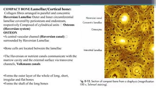 LEC # 02 Skeleton.pdf