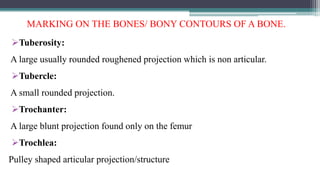LEC # 02 Skeleton.pdf