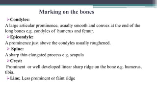 LEC # 02 Skeleton.pdf