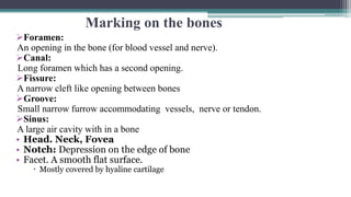 LEC # 02 Skeleton.pdf