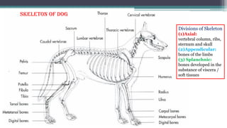 LEC # 02 Skeleton.pdf