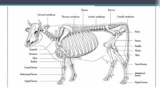 LEC # 02 Skeleton.pdf