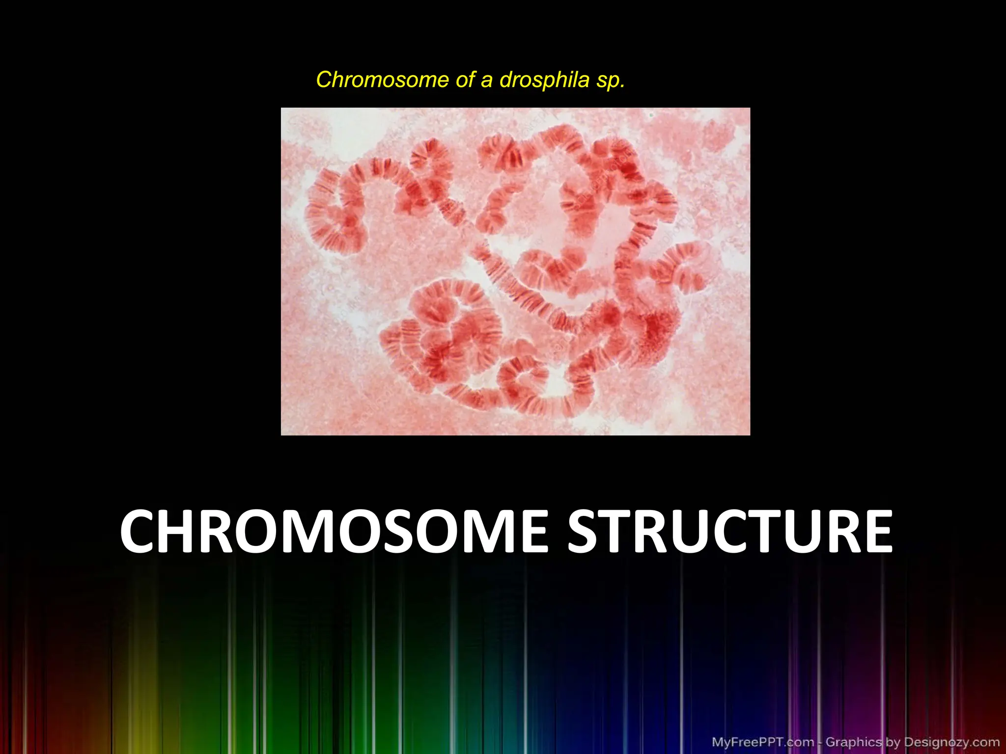 Introduction To Chromosomes,Meiosis and Mitosis | PPT
