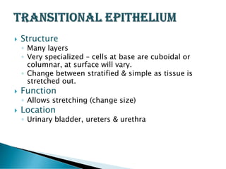 Epithelial Tissue Lecture 3 | PDF