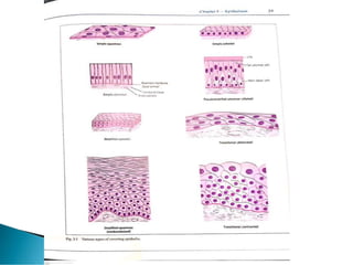 Epithelial Tissue Lecture 3 | PDF
