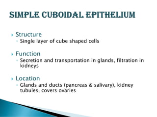 LECTURE 4 Epithelial Tissue | PPT