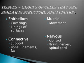 LECTURE 4 Epithelial Tissue | PPT