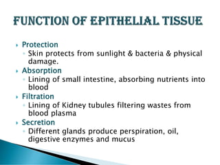 LECTURE 4 Epithelial Tissue | PPT