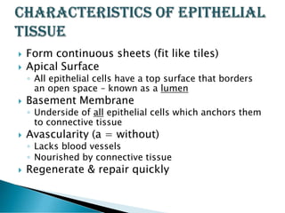 LECTURE 4 Epithelial Tissue | PPT