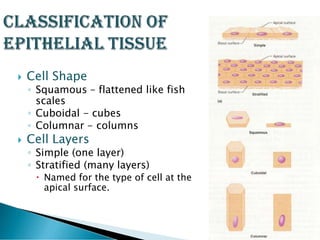 LECTURE 4 Epithelial Tissue | PPT