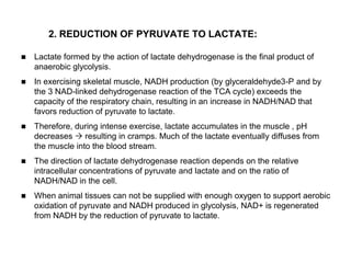 Lec04 pyruvate met | PPTX