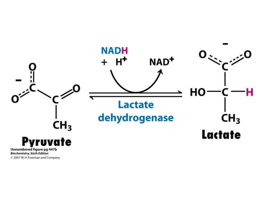 Lec04 pyruvate met