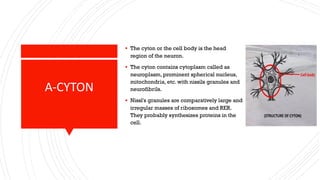 lec 04 structures of neurons.pptx.pdf by Dr | PDF