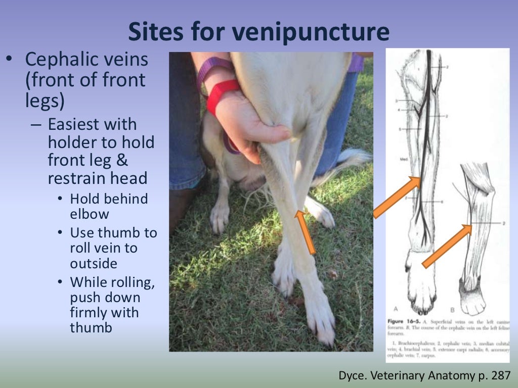 Lec 04 Venipuncture Of Dogs And Cats Lec 04 Venipuncture Of Dogs And Cats