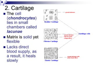 Lecture 5 Connective Tissues | PDF