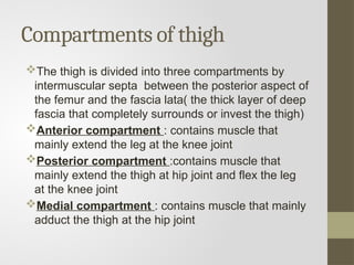 lec#05 Muscles of Thigh.pptx anatomy lecture | PPTX