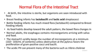 Lec 07. Normal flora | PDF