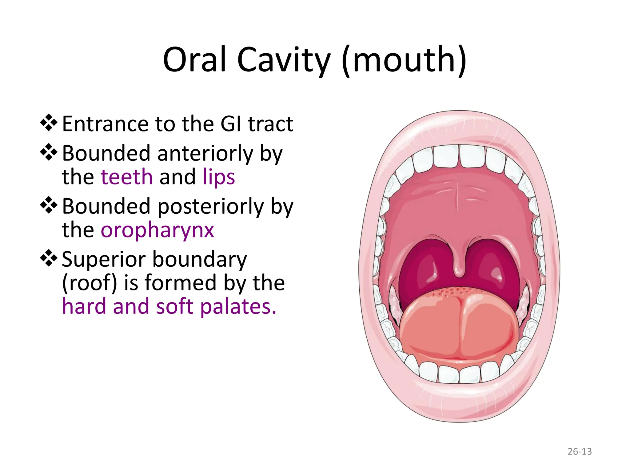 Digestive system | PDF