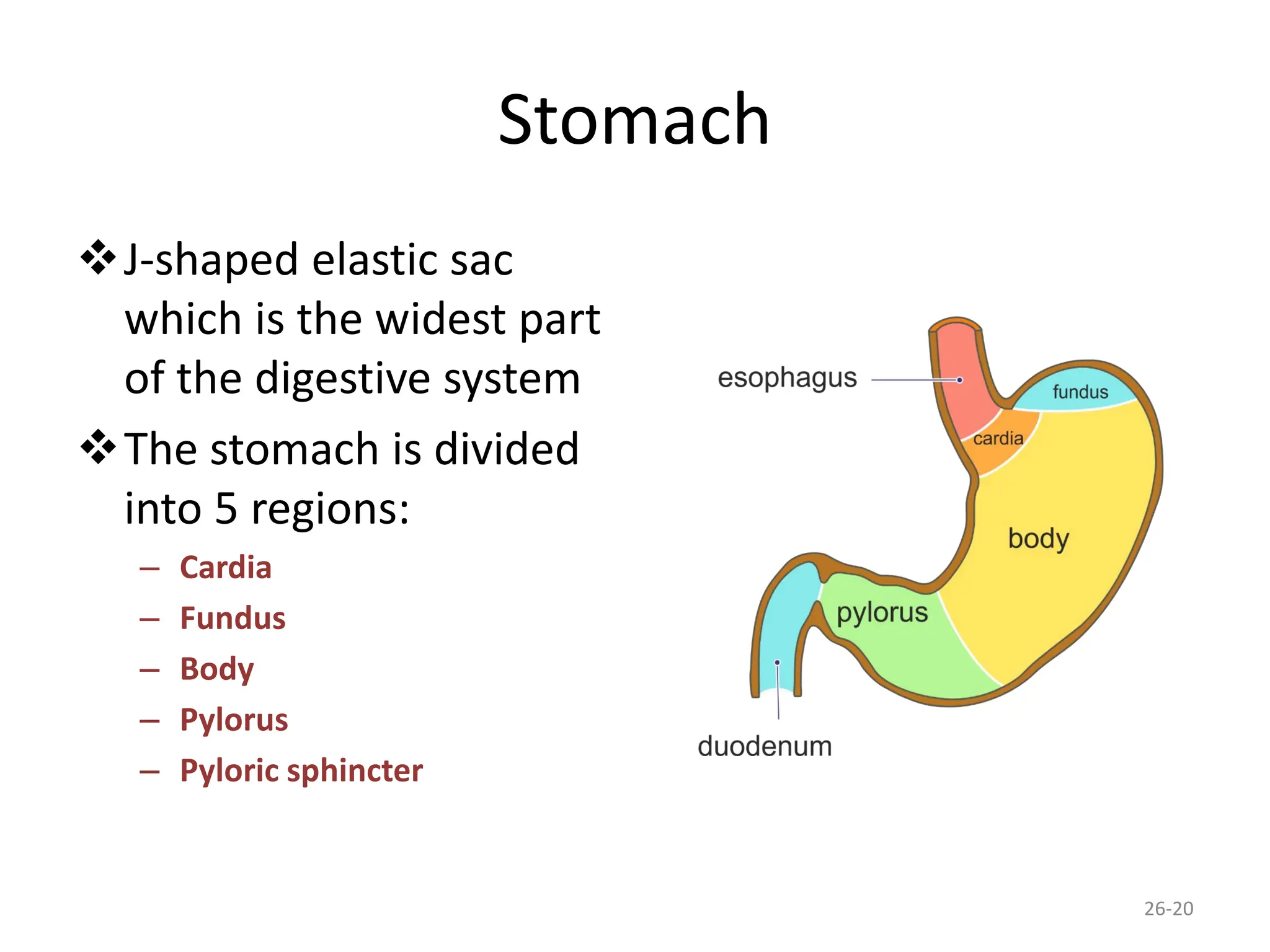 Digestive system | PDF