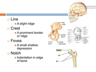 BONES Lecture 7 | PPT