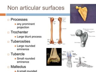 BONES Lecture 7 | PPT